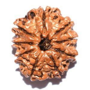 9 face Rudraksha - Bharatbliss